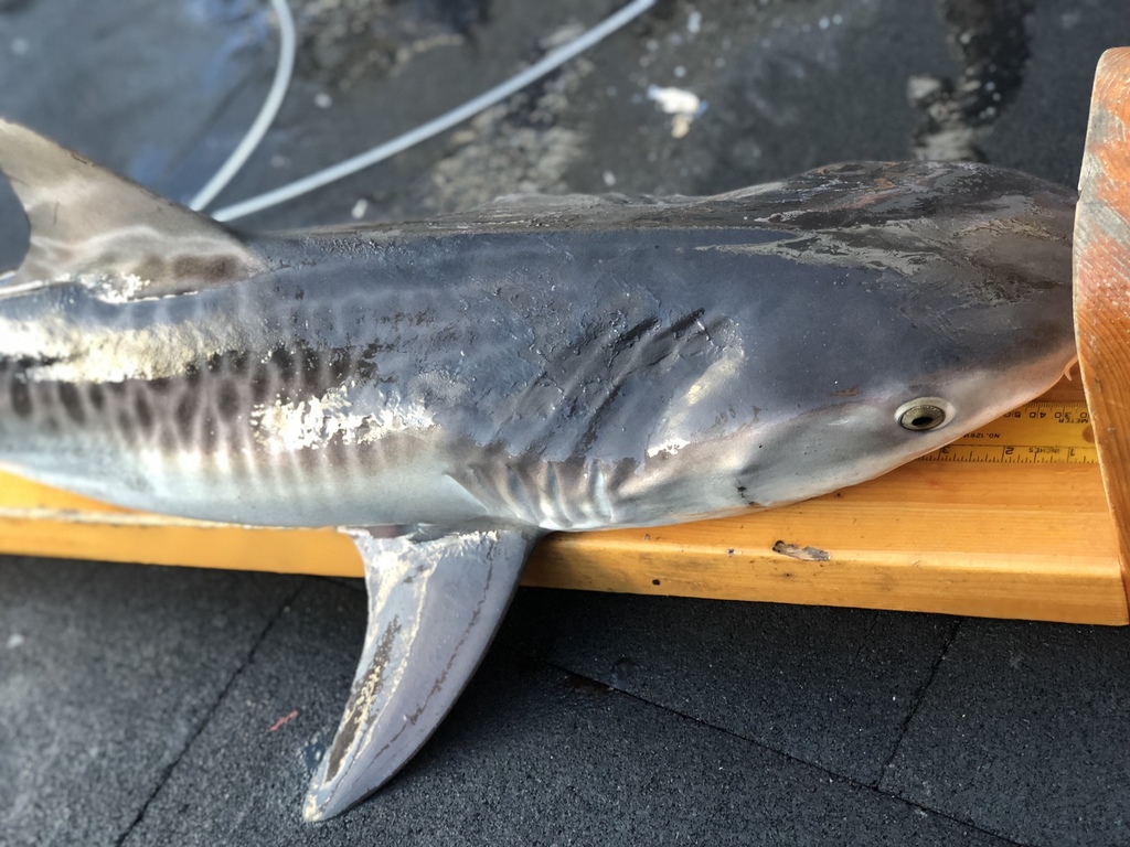 Tiger Shark in August 2018 by white_walker · iNaturalist