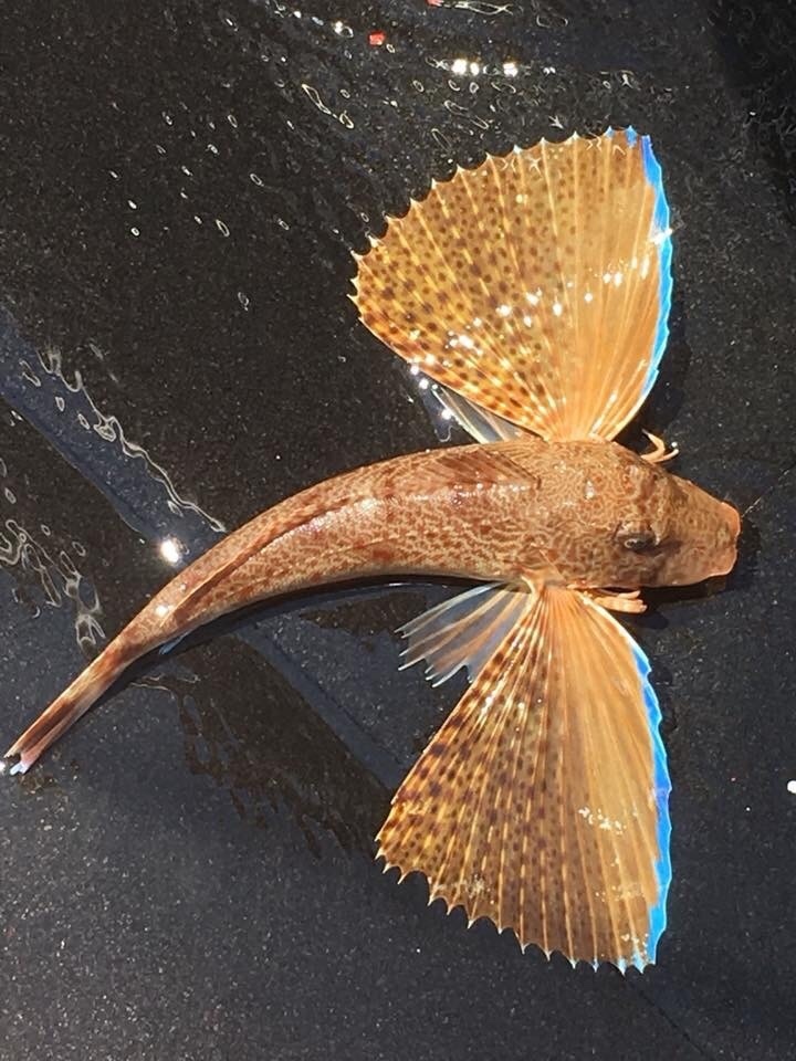 Blackwing Searobin (Prionotus rubio) - Marine Life Identification