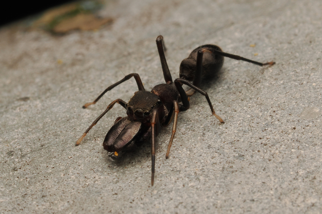 Myrmarachnina from Kwan Tei, Hong Kong on April 29, 2024 at 04:26 PM by ...