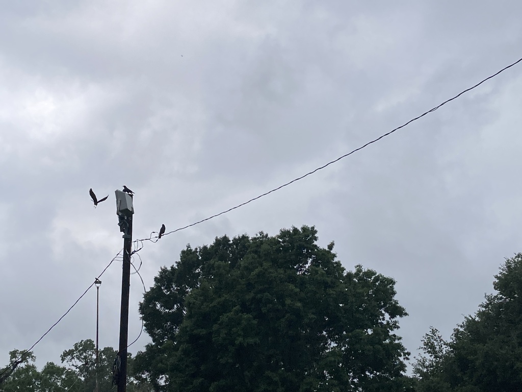 Crows and Ravens from Girard Park, Lafayette, LA, US on April 19, 2024 ...