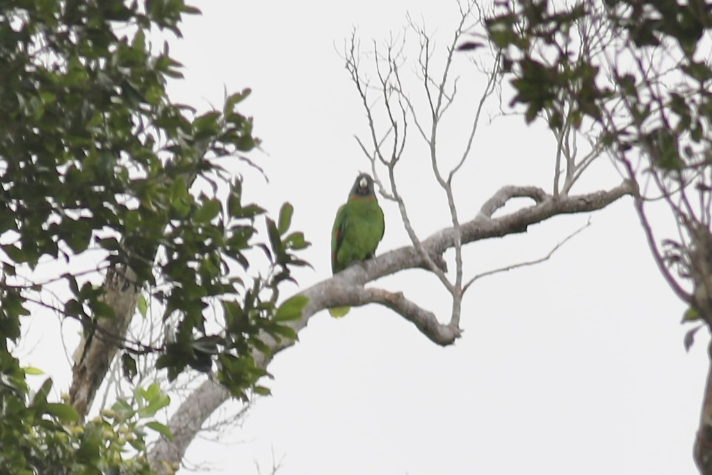 Red-necked Parrot in April 2024 by abcdefgewing · iNaturalist