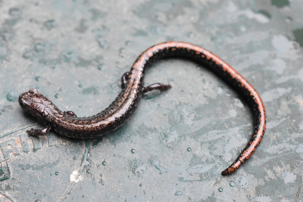 Oregon Slender Salamander in April 2019 by Joe Engler · iNaturalist