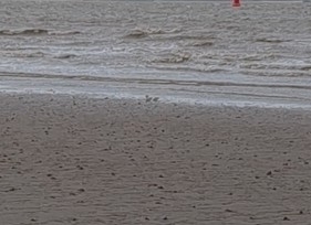 Sanderling from Waterloo, UK on 29 April, 2024 at 12:17 PM by Matthew ...