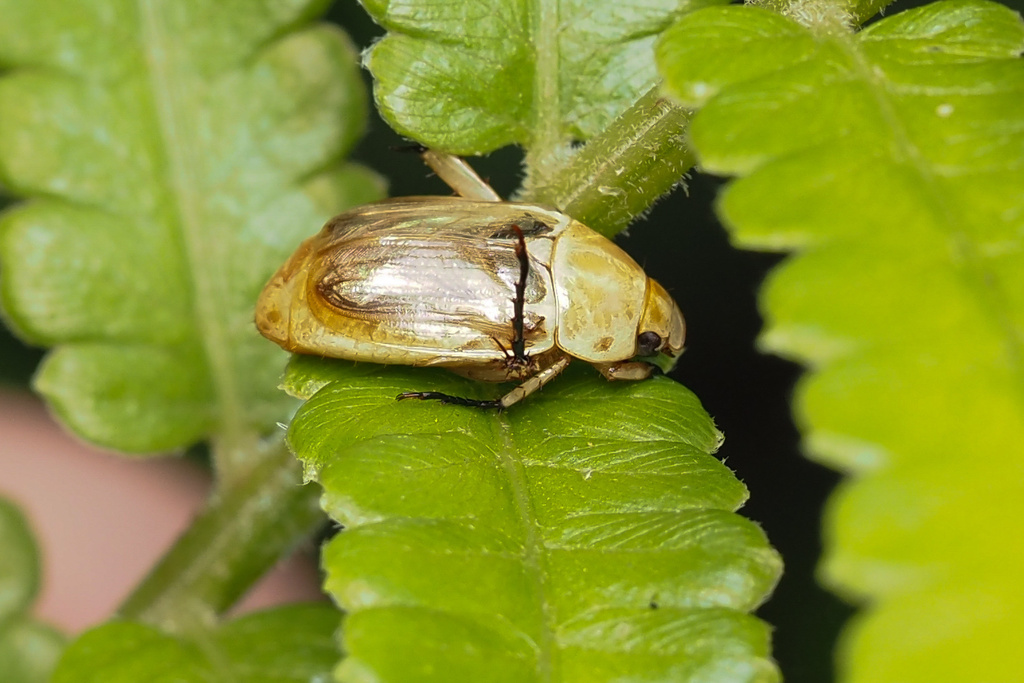 Anomala nigripes from Plover Cove Country Park, Shuen Wan, Tai Po, New ...