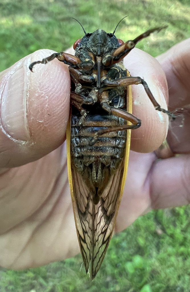 Periodical Cicadas from Shandon Cir, Charlotte, NC, US on April 27 ...