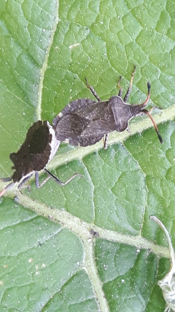 Boat Bug from 13057 Berlin-Bezirk Lichtenberg, Deutschland on April 29 ...