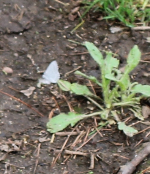Northern Azure from Huron County, ON, Canada on April 29, 2024 at 10:48 ...