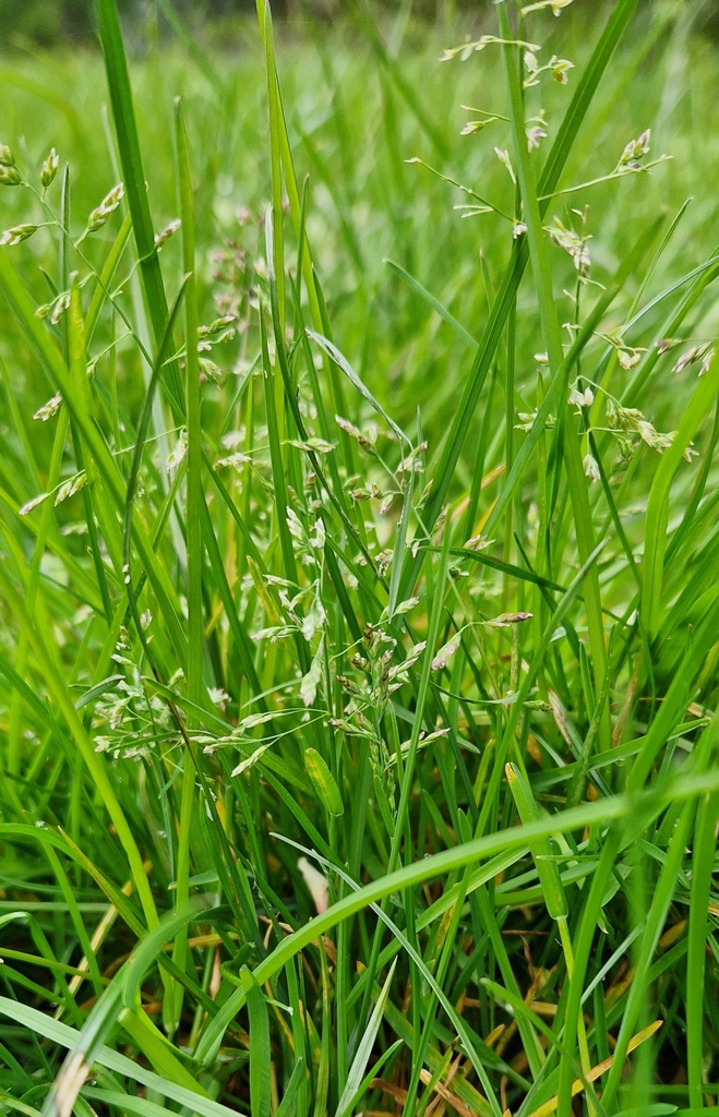 Annual Meadow-grass from Bury, UK on April 27, 2024 at 01:42 PM by ...