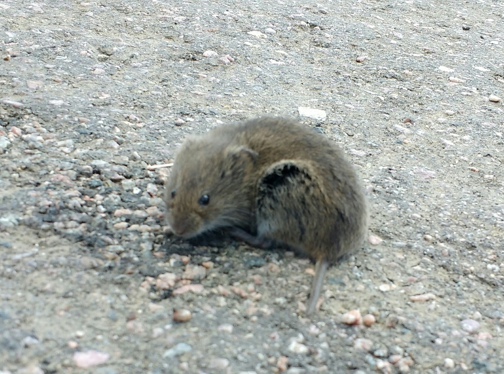 Plains Pocket Mouse (Wildlife of Cherry Creek State Park) · iNaturalist