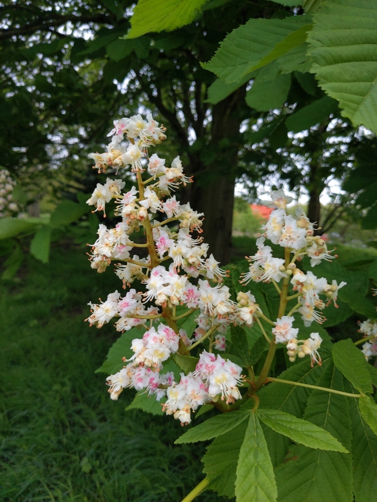 horse-chestnut from Harry Fairhurst Building, Heslington, York YO10 5DD ...