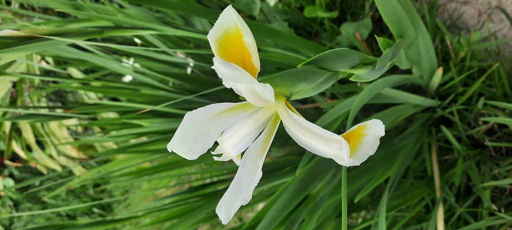 Turkish Iris from 22506 Tijuana, B.C., México on April 21, 2024 at 10: ...