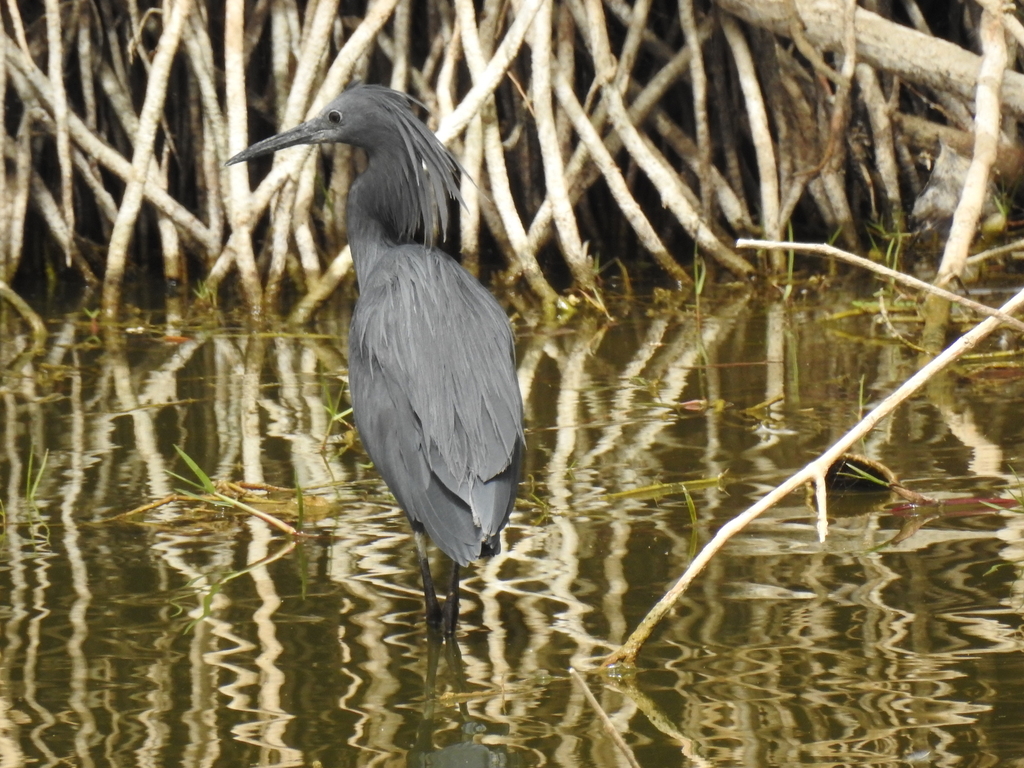Black Heron from QH5Q+QJC Urban Nature Reserve of the Great Niaye of ...