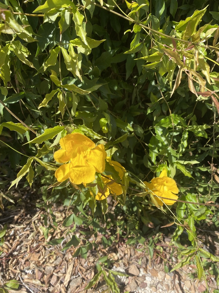 yellow trumpet flower from Sun City Oro Valley, Oro Valley, AZ, US on ...