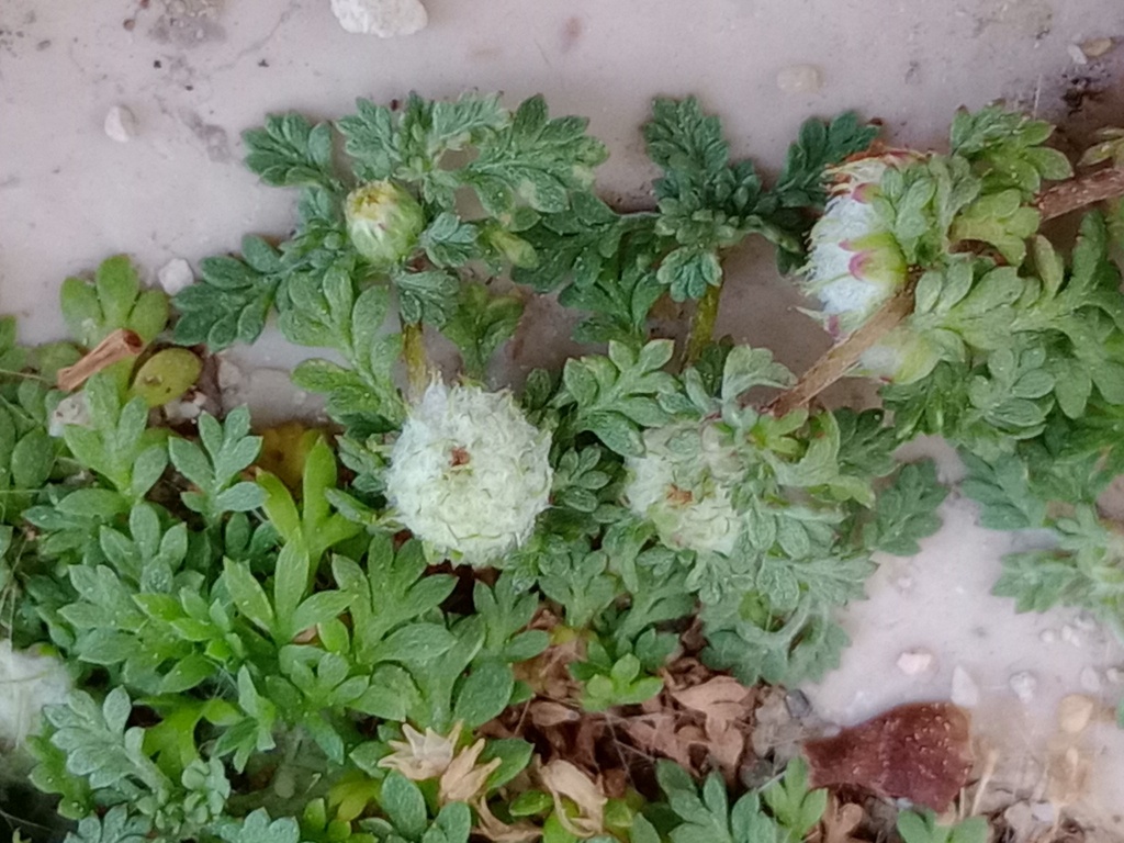 Soliva stolonifera (Tenerife Asterales) · iNaturalist