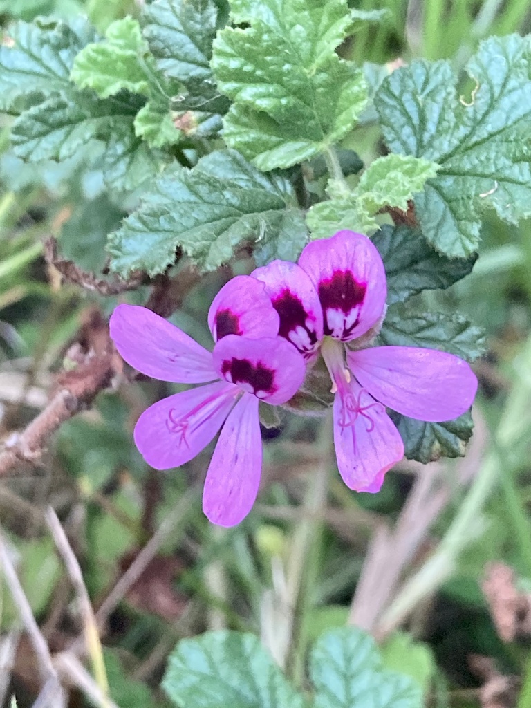 oak-leaved geranium from Wilderness Heights, Wilderness, WC, ZA on ...