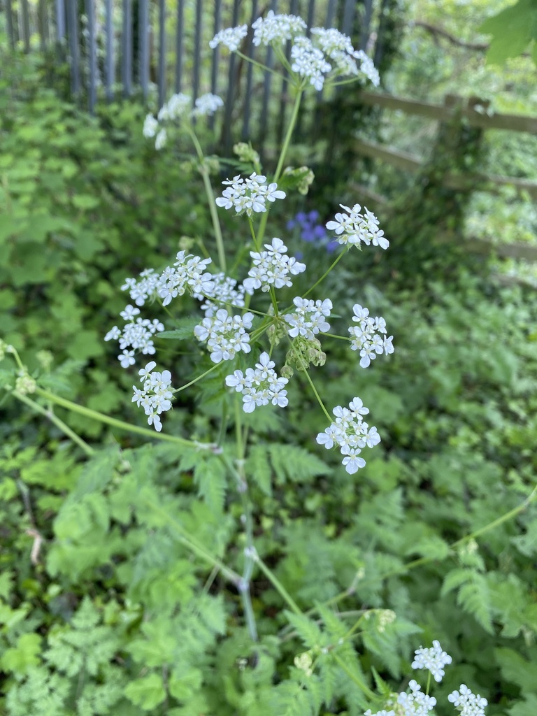 Cow Parsley from Haxby Road, York, England, GB on April 29, 2024 at 11: ...