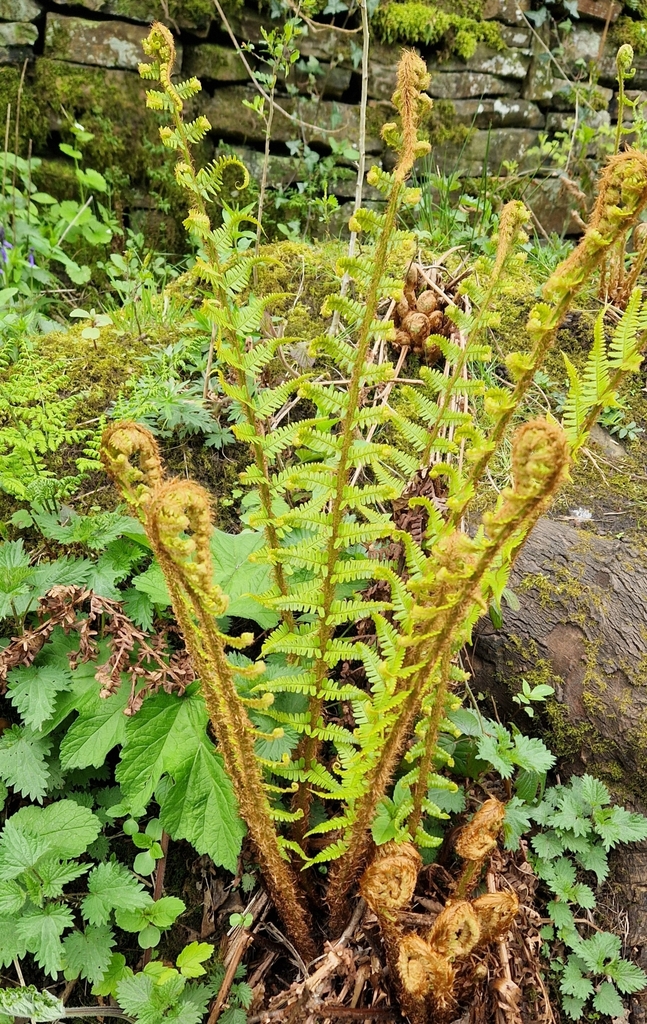 Golden-scaled Male-fern from Bury, UK on April 27, 2024 at 02:17 PM by ...