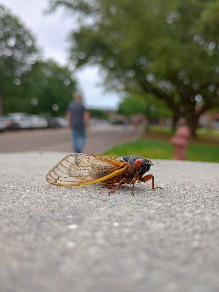 Riley's 13-Year Cicada from Mississippi State, MS 39759, USA on April ...