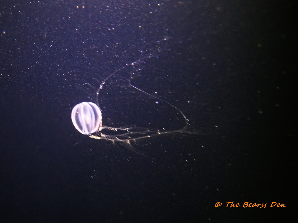Sea Gooseberry from Millview, Bedford, NS, Canada on April 28, 2024 at ...