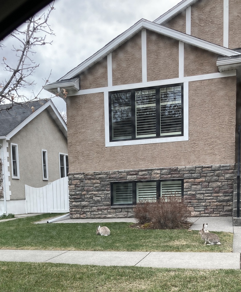 White-tailed Jackrabbit from Northeast Calgary, Calgary, AB, Canada on ...