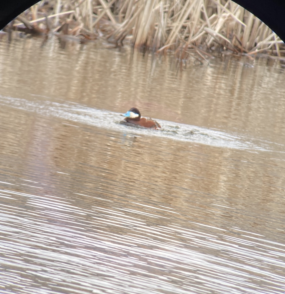 Ruddy Duck from Calgary, AB, Canada on April 26, 2024 at 01:44 PM by ...