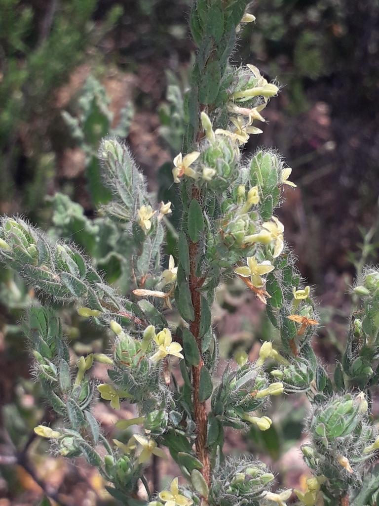 (Thymelaea villosa) - Botanical Realm