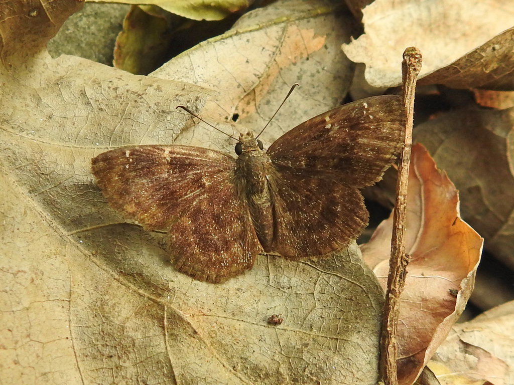 Common Small Flat from Bharaul, Nepal on April 13, 2024 at 08:06 AM by ...