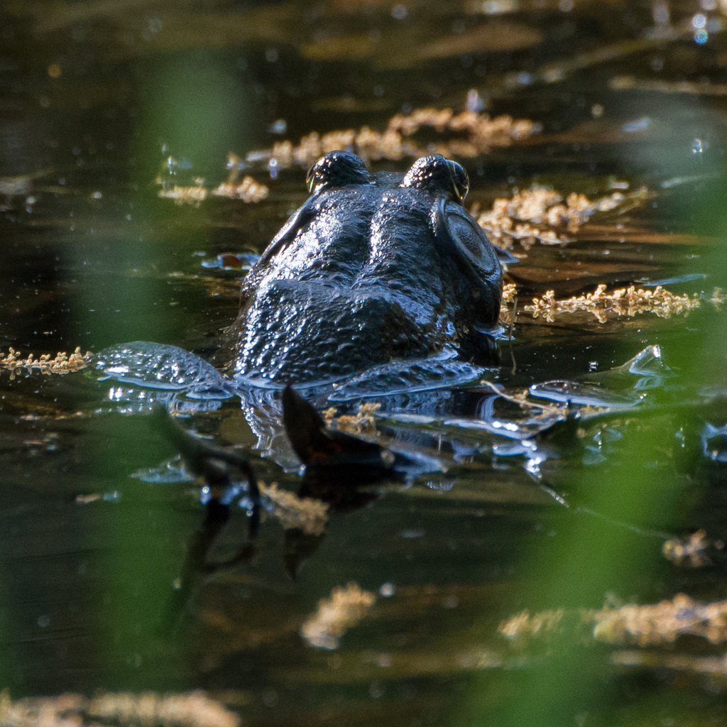 American Bullfrog from Lathrop E. Smith Environmental Education Center ...