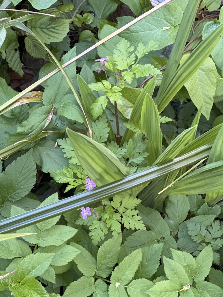 Herb Robert from Warwick Close, Rayleigh, England, GB on April 29, 2024 ...
