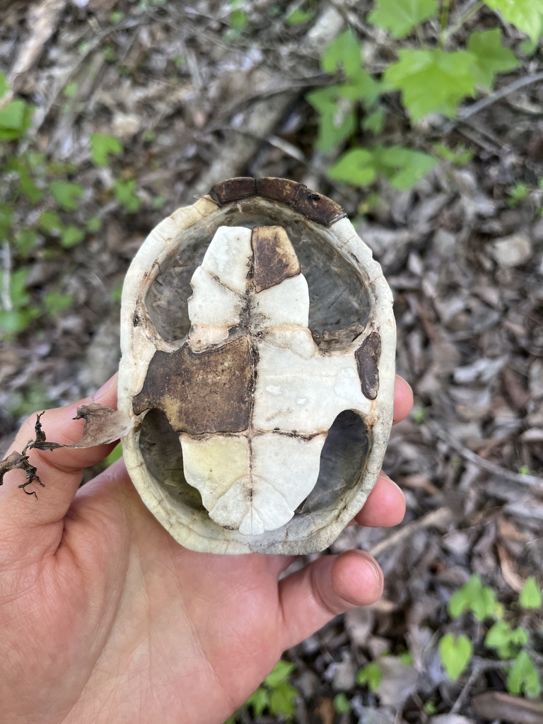 Eastern Musk Turtle from Granville County, US-NC, US on April 29, 2024 ...