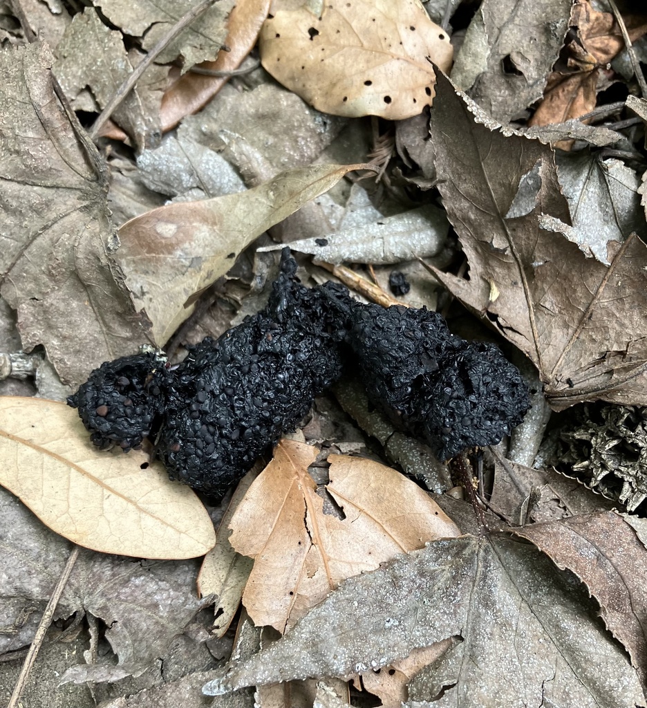 Animals from E Inniswold Rd, Baton Rouge, LA, US on April 26, 2024 at ...