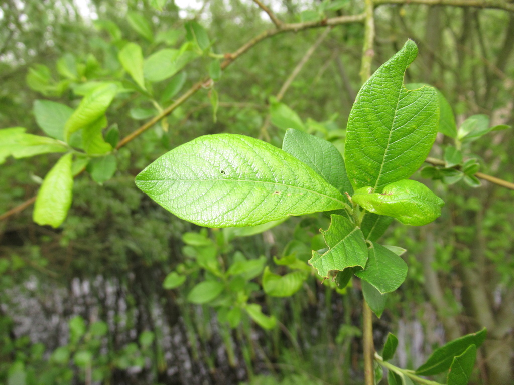Rusty Willow in April 2024 by descanyonsauxetoiles · iNaturalist
