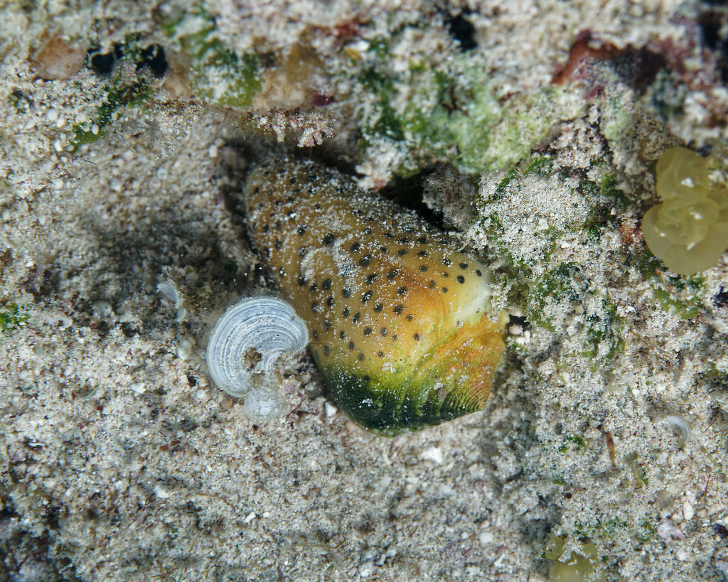 Flea-bitten Cone from Birthday Reef, Nānākuli, HI 96792, USA on April ...