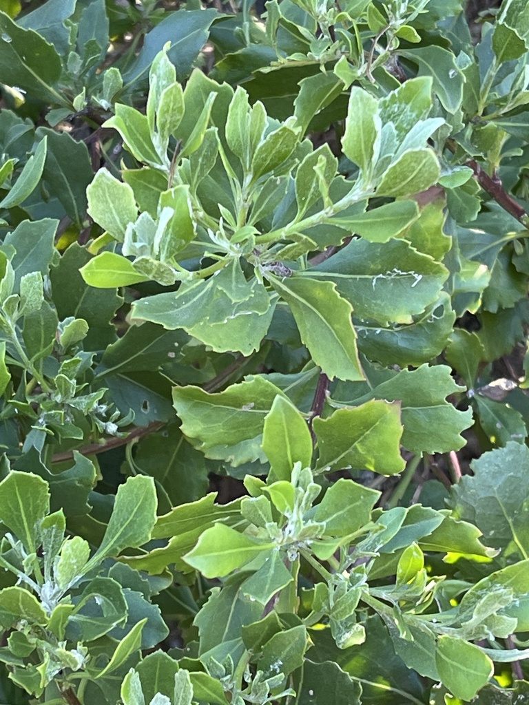 Bietou from Table Mountain National Park, Cape Town, WC, ZA on April 29 ...