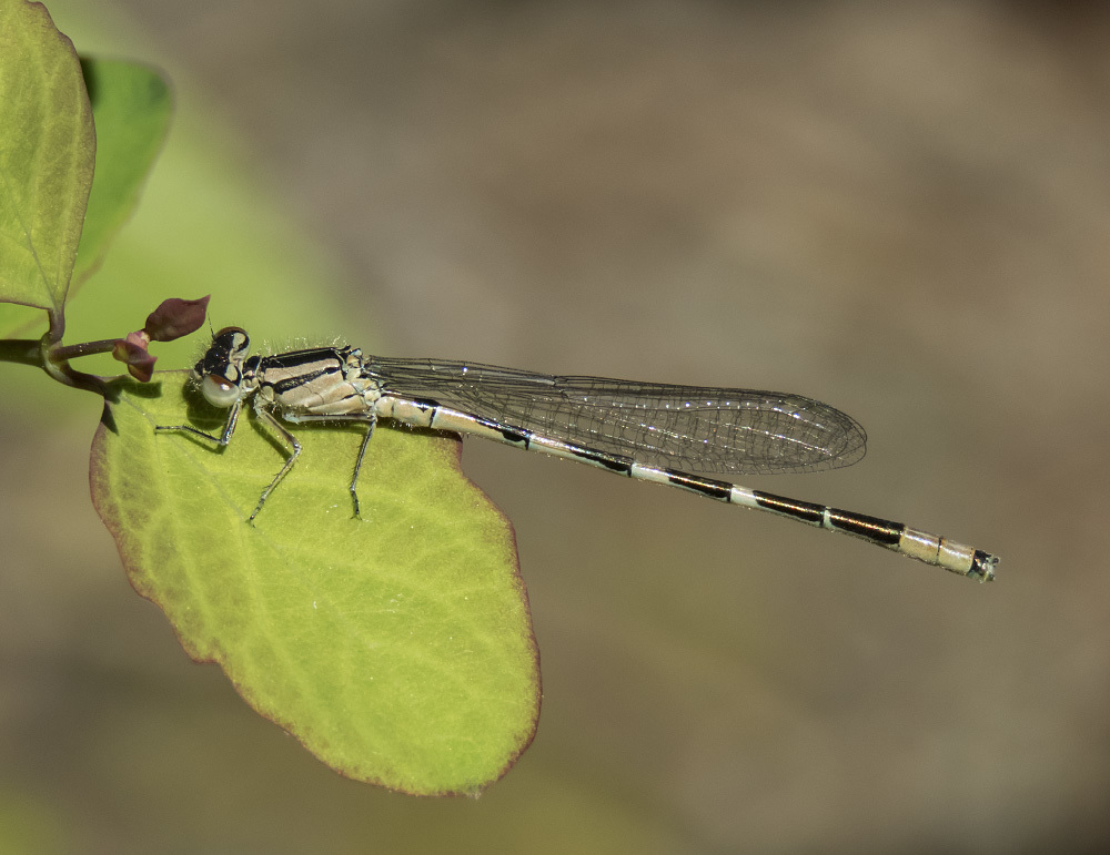 Tule Bluet from Salmon Creek Park/Klineline Pond, Clark Co., Washington ...