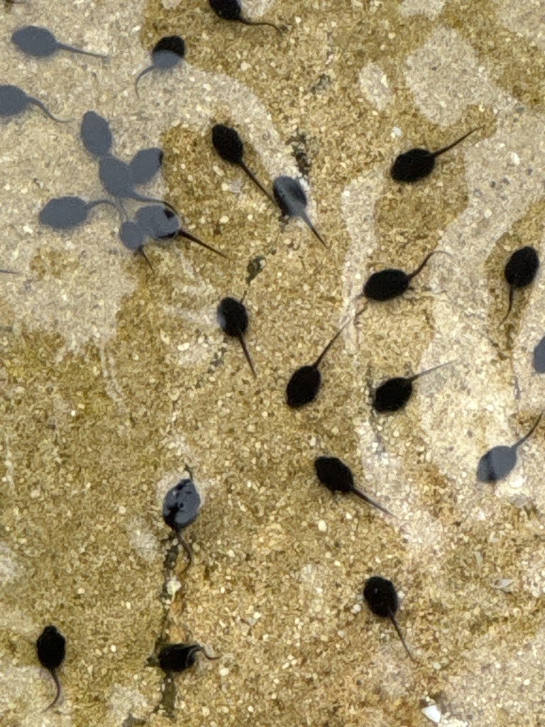 Cane Toad from Bermuda, BM on April 29, 2024 at 03:05 PM by maryah ...
