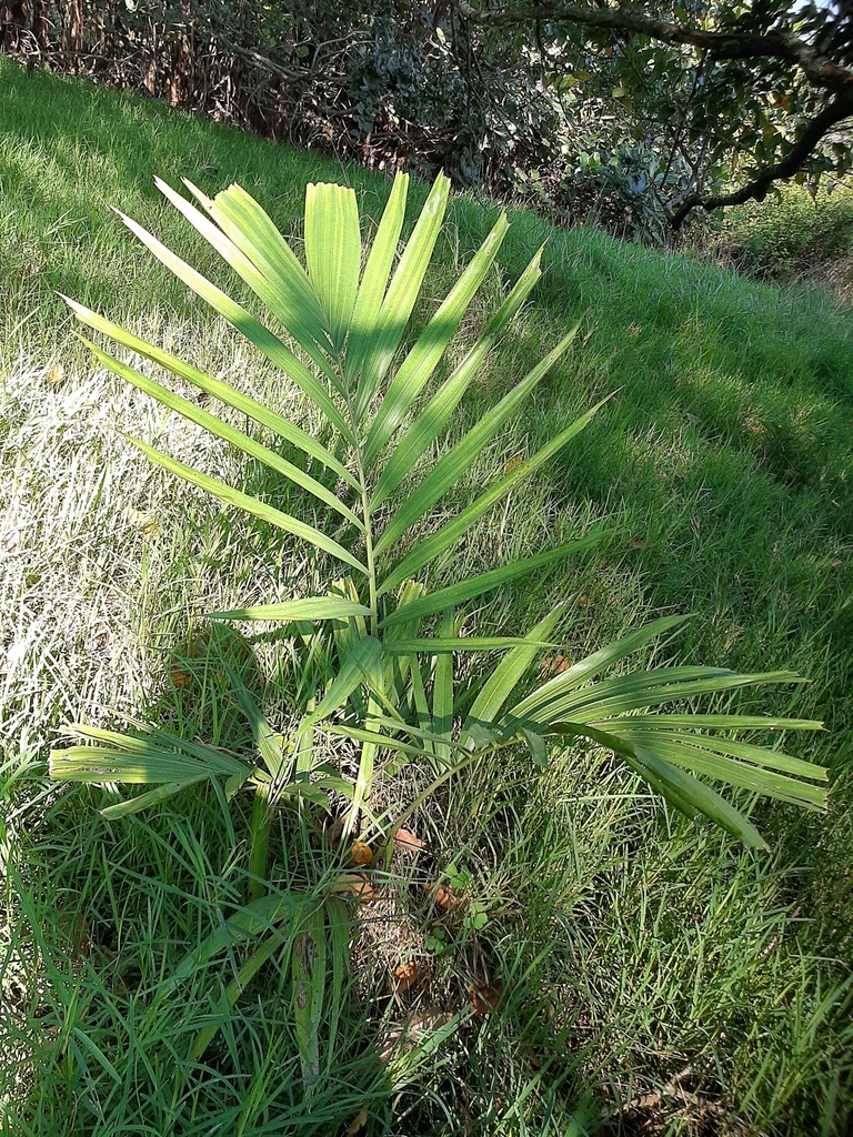 Veitchia joannis from eThekwini, ZA-NL, ZA on April 29, 2024 at 09:58 ...