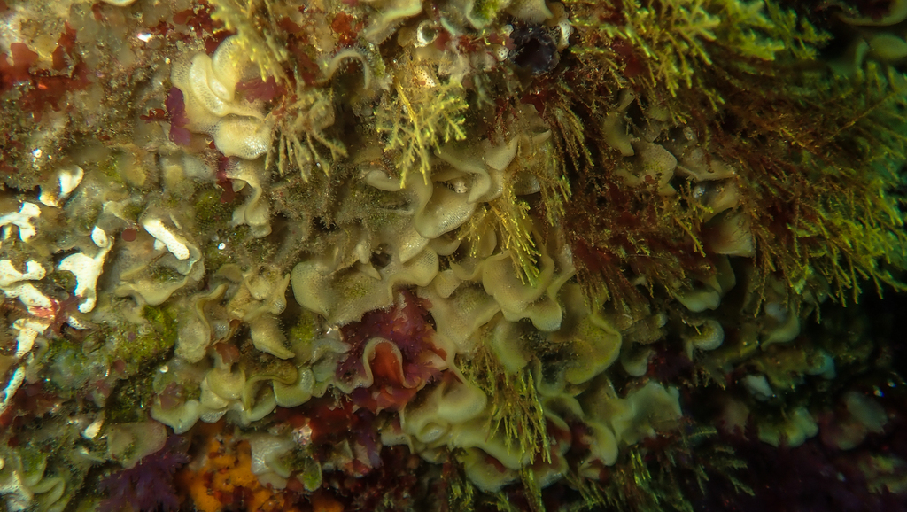 Lemon-yellow Coralliform Bryozoans from Murdock Valley, Cape Town, 7975 ...