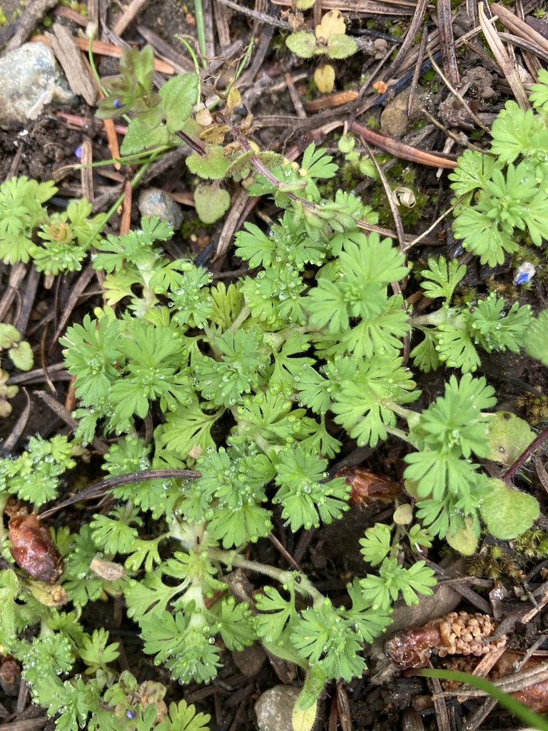 Field Parsley Piert (Alchemilla arvensis) - Botanical Realm