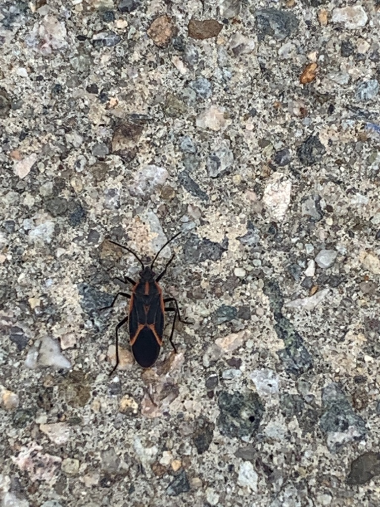 Eastern Boxelder Bug from Shaw St, New Bedford, MA, US on April 29 ...