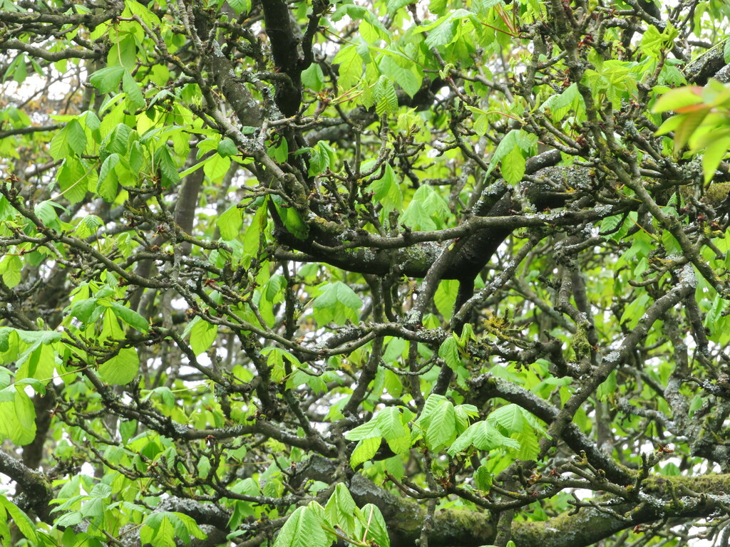 horse-chestnut from Leasowes Park on April 27, 2024 at 11:37 AM by R ...
