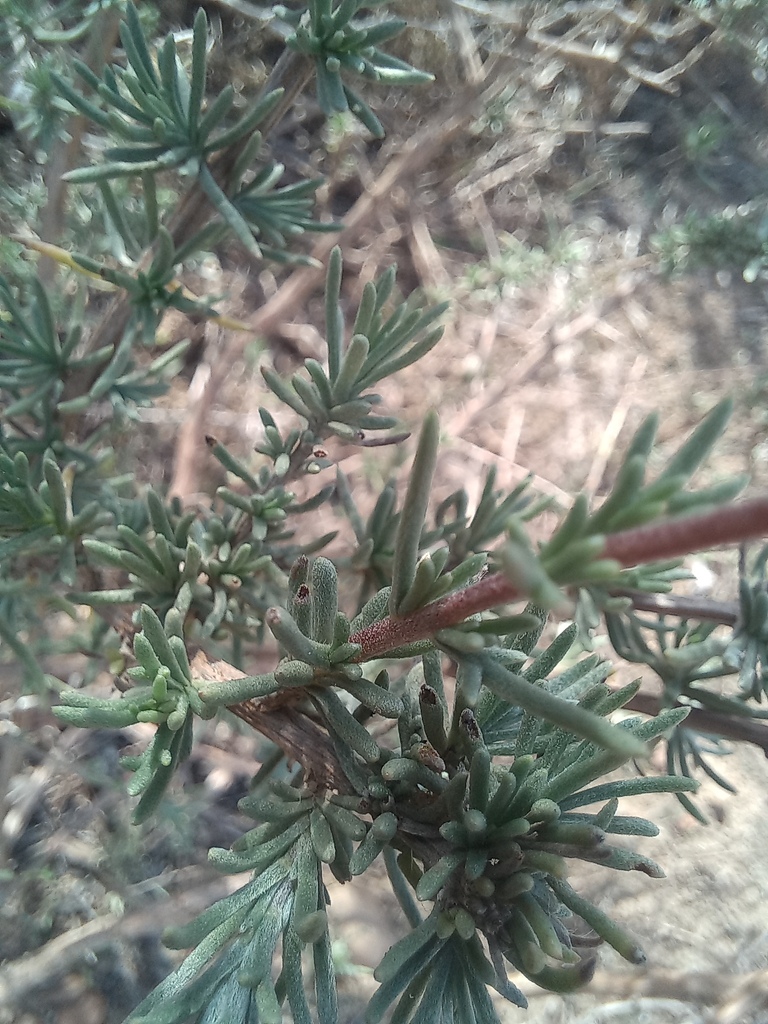 Cape Snow Bush from City of Cape Town, Western Cape, South Africa on ...