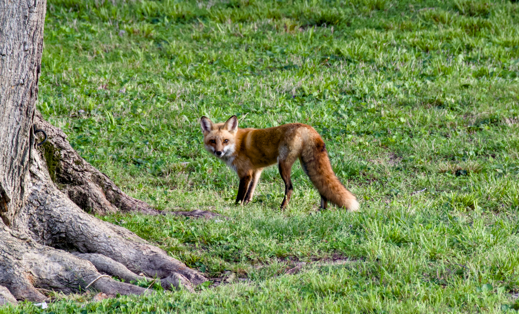 Red Fox from Glasgow, KY 42141, USA on April 28, 2024 at 06:42 AM by ...