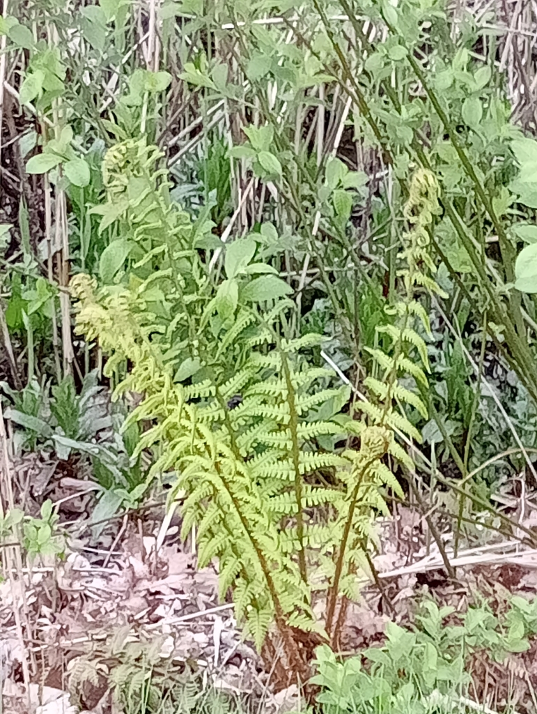 male fern from York YO23 2BB, UK on April 29, 2024 at 07:27 PM by ...