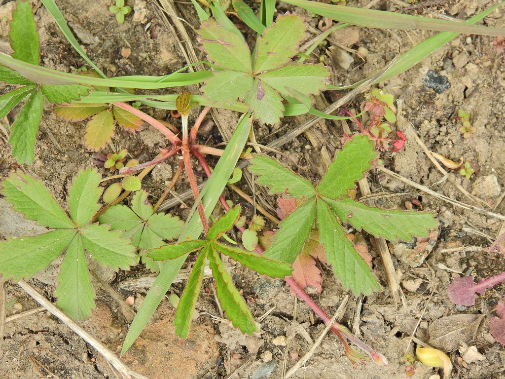 Creeping cinquefoil from Festival Gardens, Riverside Drive, Liverpool ...