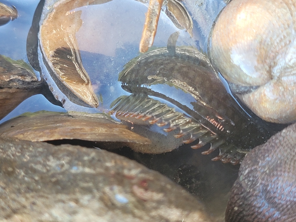 Olive Rockfish from Canterbury, New Zealand on April 29, 2024 at 03:27 ...