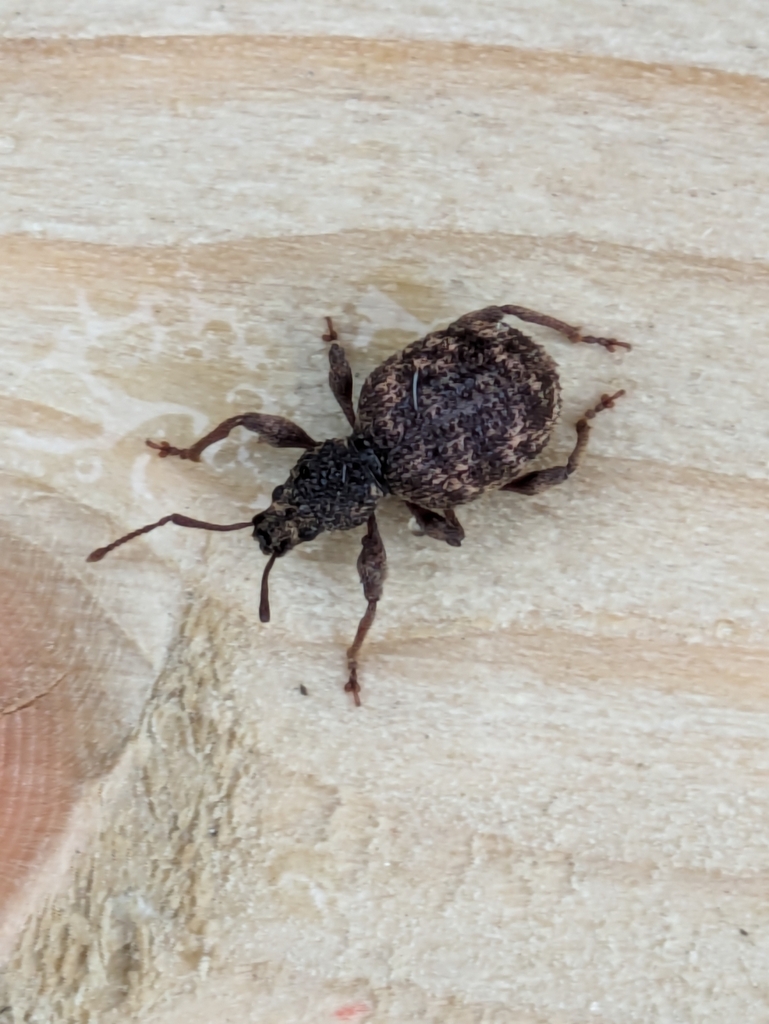 Privet Weevil from Bath, UK on April 22, 2024 at 12:59 PM by mkg733 ...