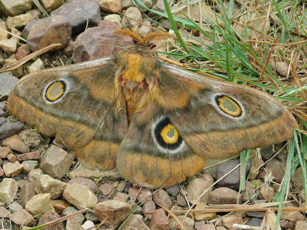 Pine Emperor from Potters Trail Greyton, 7233, South Africa on April 29 ...