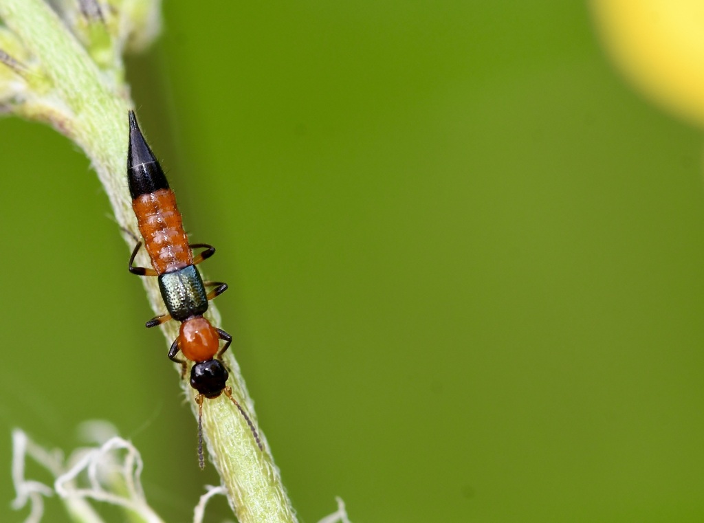 Paederus caligatus from Watermael-Boitsfort, Belgique on April 29, 2024 ...