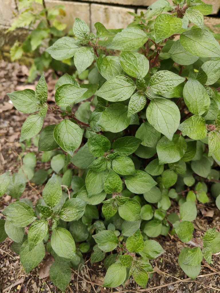 pellitory-of-the-wall from Coupland Building 3, Manchester M15 6FH, UK ...